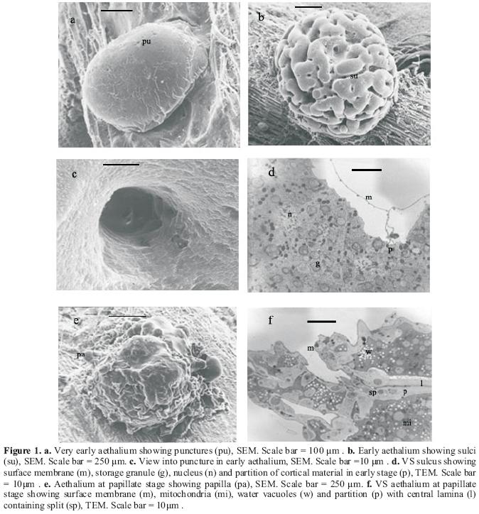 Aethalium cortex formation in the myxomycete Lycogala terrestre