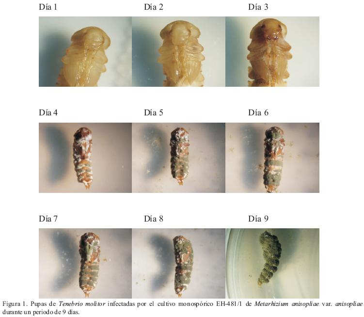 Virulencia y termotolerancia de cultivos monospóricos de Metarhizium ...