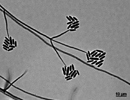 Identificación de Lecanicillium longisporum asociado a Melanaphis ...