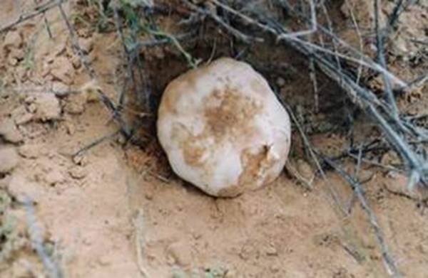 Bioecology of desert truffles in the province of Figuig in Eastern Morocco