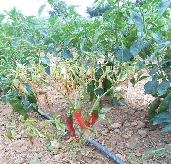 Necrosis foliar; nuevo síntoma asociado a la pudrición de la raíz de ...