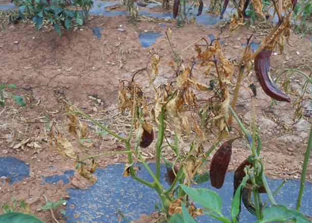 Necrosis foliar; nuevo síntoma asociado a la pudrición de la raíz de ...