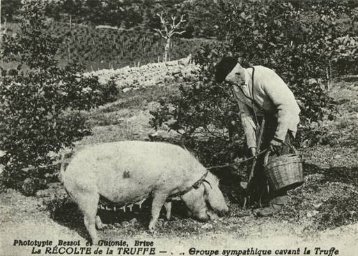 Truffle cultivation in the south of France: technical progress and ...