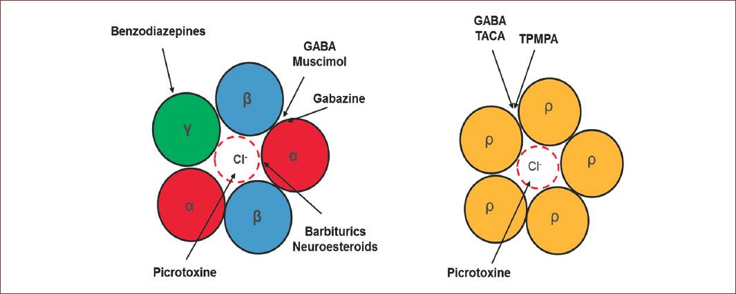 The role of GABA neurotransmitter in the human central nervous system ...