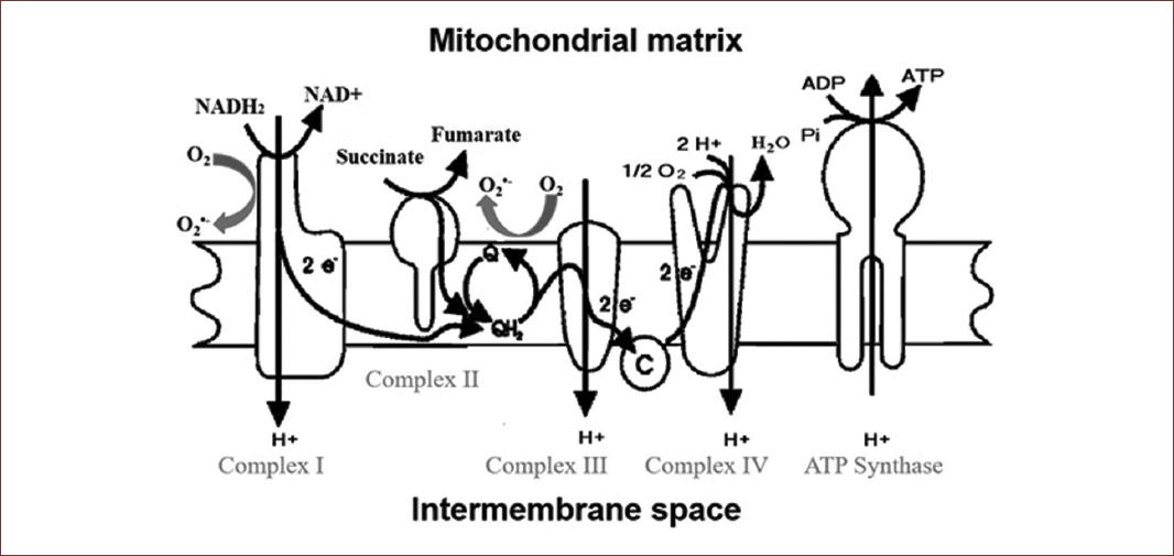 Relevance of mitochondrial alterations in the neurodegenerative ...