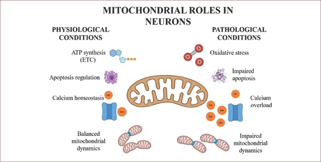 Relevance of mitochondrial alterations in the neurodegenerative ...