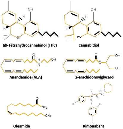 Endocannabinoid system and eating behavior