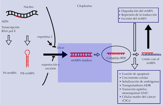 Expresión de microARNs circulantes como opción para la detección de ...