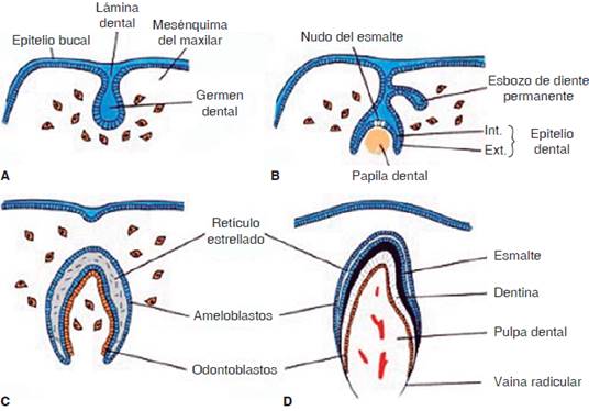 Presencia del cuarto molar. Revisión de la literatura