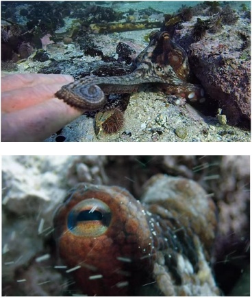 My Octopus Teacher: Aprendiendo de un pulpo para superar una pandemia