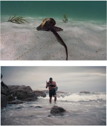 My Octopus Teacher: Aprendiendo de un pulpo para superar una pandemia