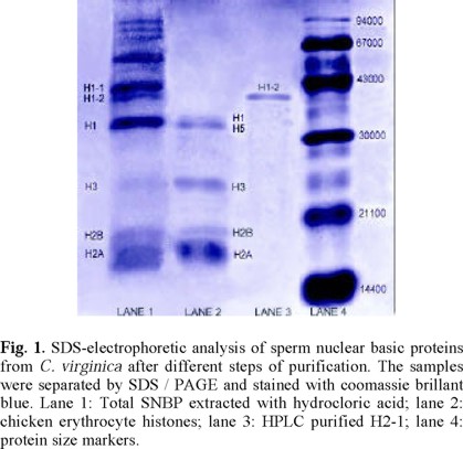 Compositional and Conformational Analysis of Sperm Nucleus Basic Proteins from the Bivalve ...