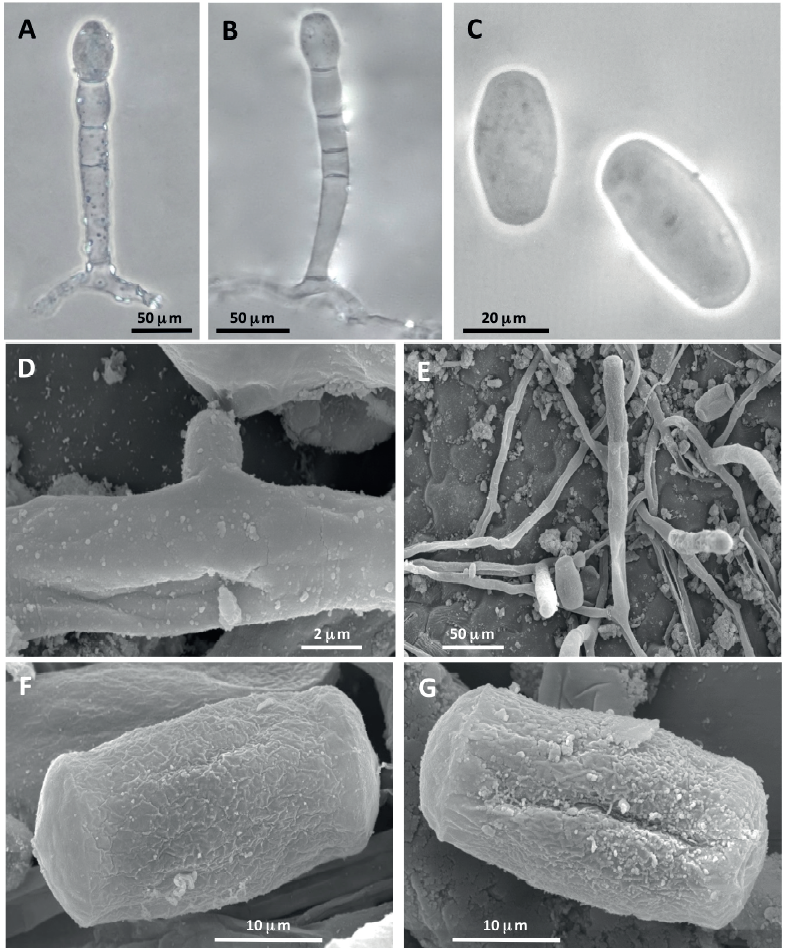 Observaciones con MEB de cinco especies de Erysiphales en plantas ...