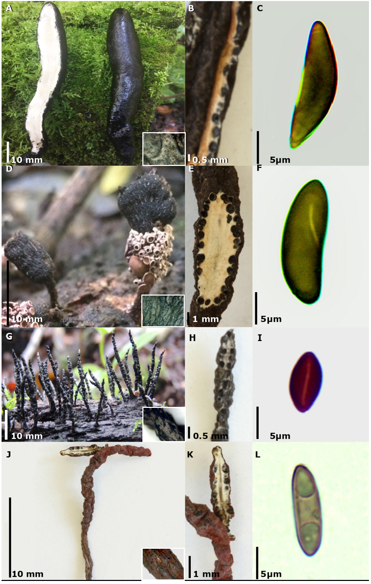 Nuevos registros de Xylaria (Xylariaceae) para el estado de Michoacán ...