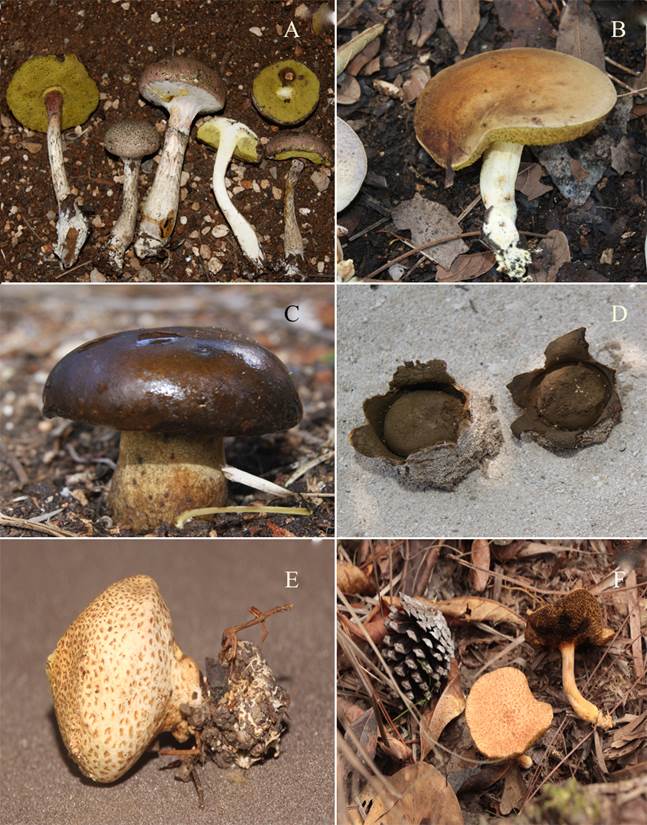 Some interesting Boletales (Basidiomycota) from Quintana Roo, Mexico