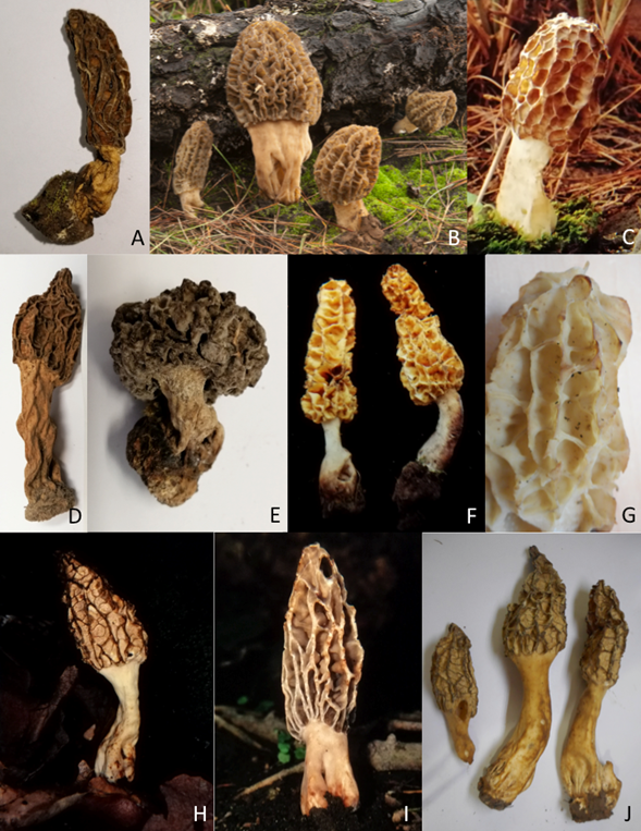 El género Morchella (Pezizales, Ascomycota) en Jalisco, México