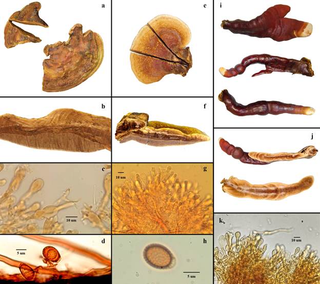 Morphological characteristics of wild and cultivated Ganoderma ...