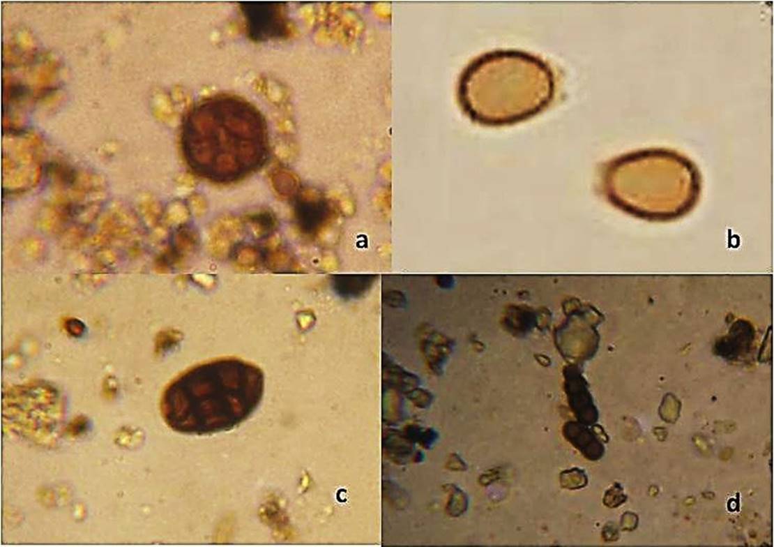 Aeromicrofunga del área metropolitana de Monterrey, Nuevo León ...