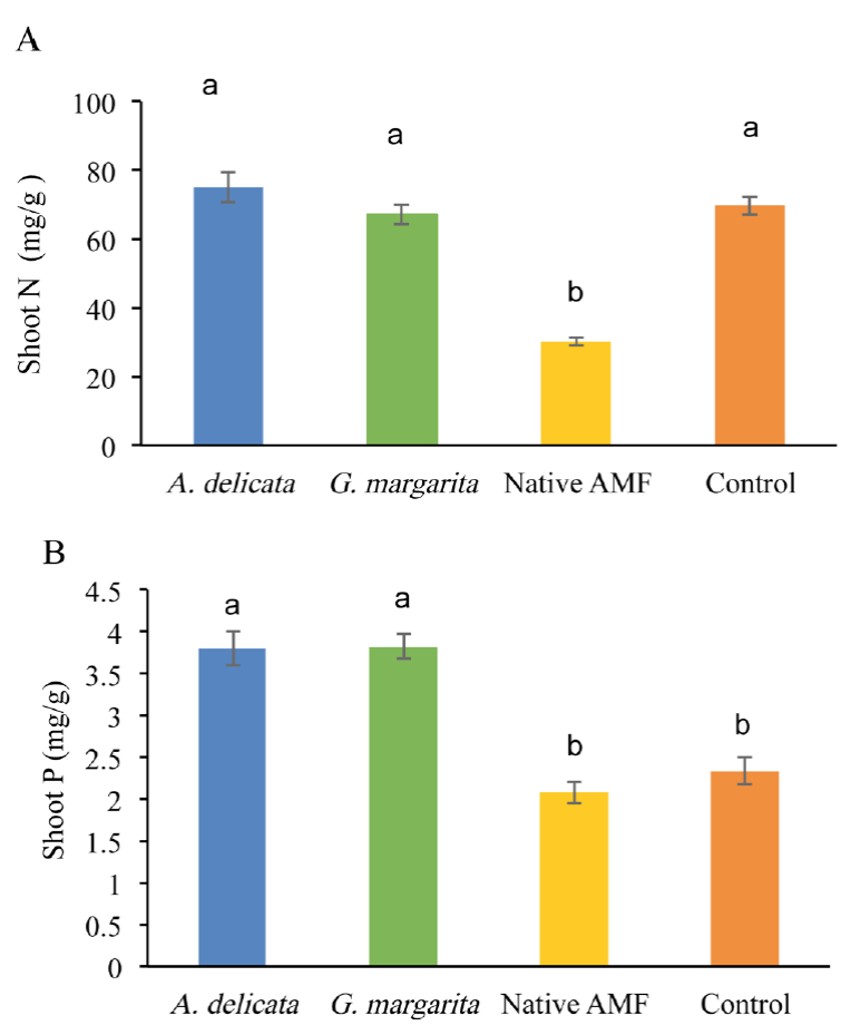 Tolerance of arbuscular mycorrhizal fungi and microorganisms associated ...