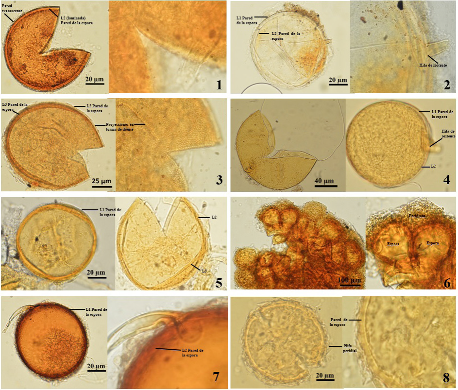 Diversidad de hongos micorrizógenos arbusculares en monocultivo de ...