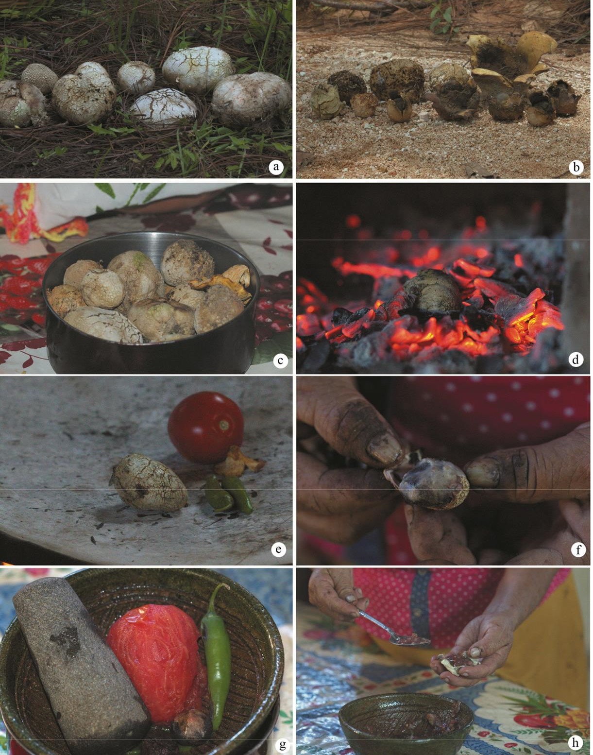 Primer registro de Scleroderma texense (Boletales, Sclerodermatinae ...