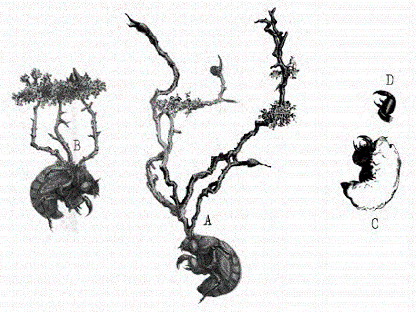 Cordyceps sensu lato: the current state of knowledge in Mexico