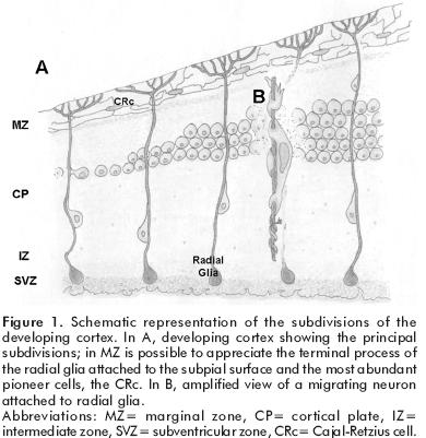 Normal neuronal migration