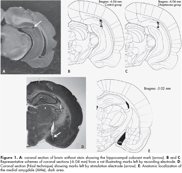 An alarm pheromone increases the responsivity of amygdaline-hippocampal ...