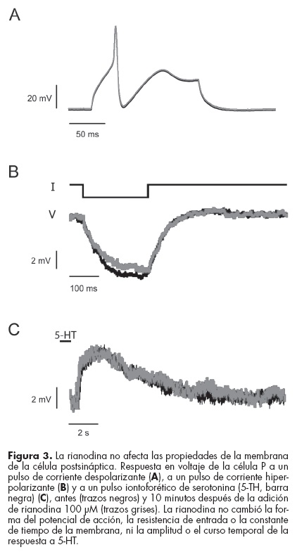 La liberación de calcio de los depósitos intracelulares promueve la ...
