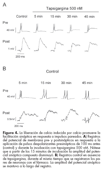 La liberación de calcio de los depósitos intracelulares promueve la ...