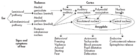 Reward and aversion systems of the brain as a functional unit. Basic ...