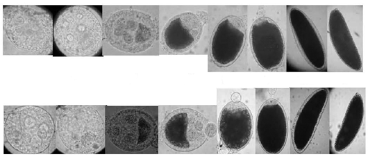 Oogenic development and gonotrophic cycle of Aedes aegypti and Aedes ...