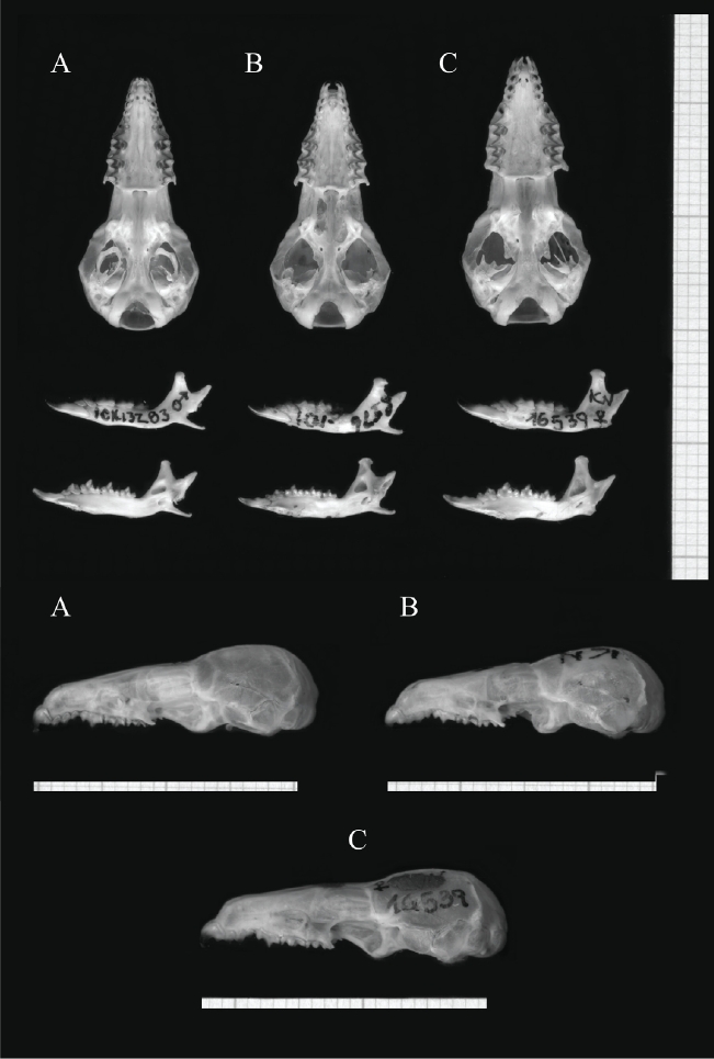 The shrews (Cryptotis) of Colombia: What do we know about them?