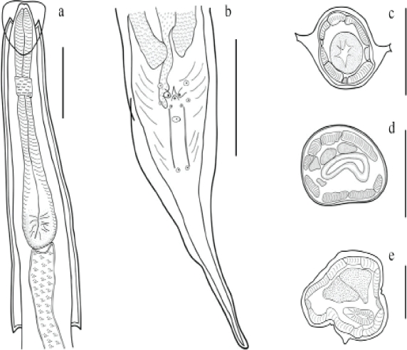 Distribution extension of Aspiculuris americana parasite of Peromyscus ...