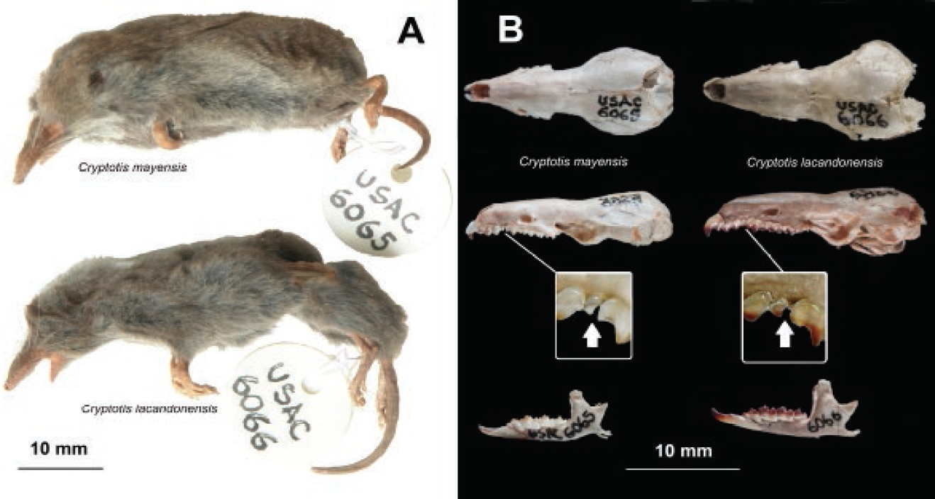 First record of the shrew Cryptotis lacandonensis (Eulipotyphla ...