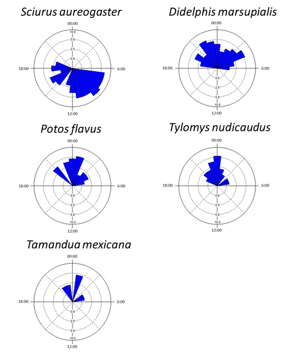 Activity patterns of arboreal mammals in a tropical rain forest in México