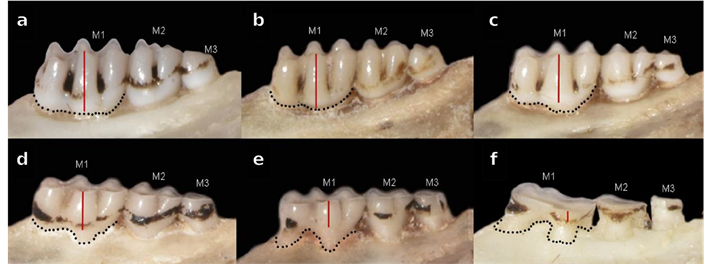 Alpha-taxonomy in the cricetid rodent Neomicroxus, a first assessment