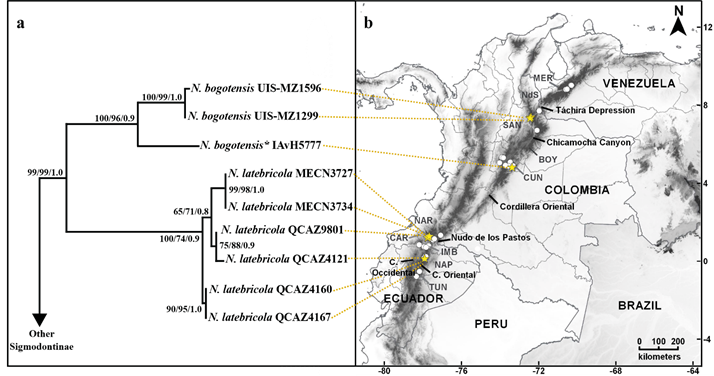 Alpha-taxonomy in the cricetid rodent Neomicroxus, a first assessment