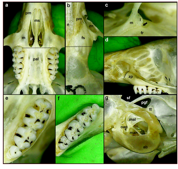 Alpha-taxonomy in the cricetid rodent Neomicroxus, a first assessment