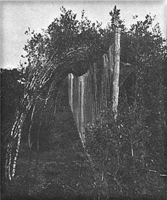 The early history of netting bats