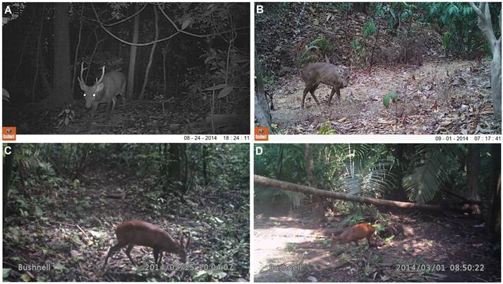 Factors influencing the activity patterns of two deer species and their ...