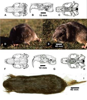 Conservation status and natural history of Ctenomys, tuco-tucos in Bolivia
