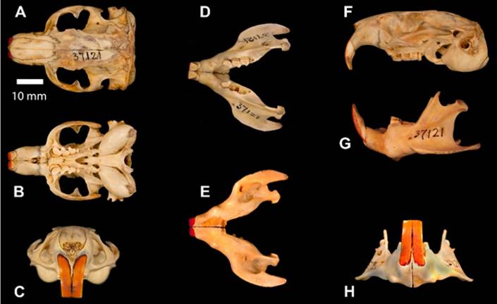 Conservation status and natural history of Ctenomys, tuco-tucos in Bolivia