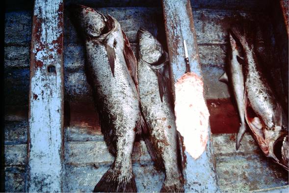Vaquita: beleaguered porpoise of the Gulf of California, México