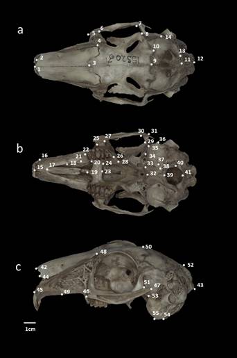 Morphological and genetic variation of black-tailed jackrabbit (Lepus ...