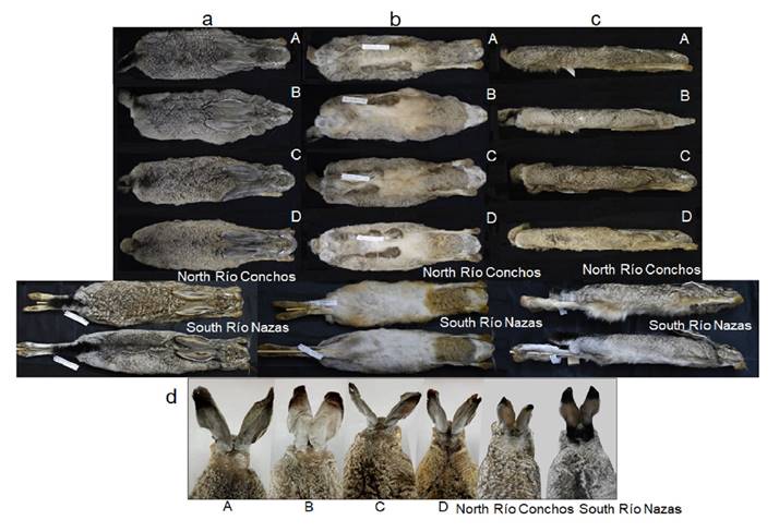 Morphological and genetic variation of black-tailed jackrabbit (Lepus ...