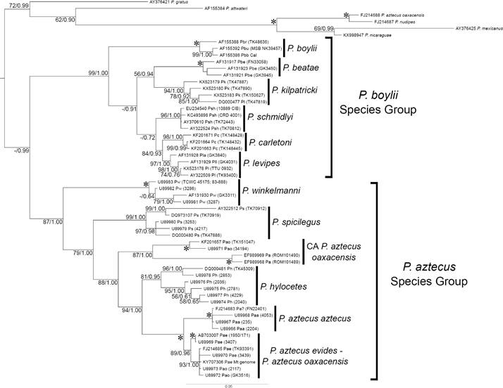 A re-examination of the molecular systematics and phylogeography of ...