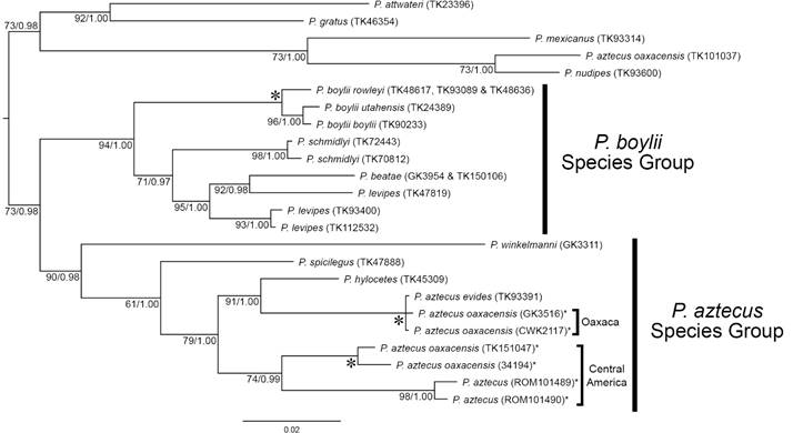 A re-examination of the molecular systematics and phylogeography of ...