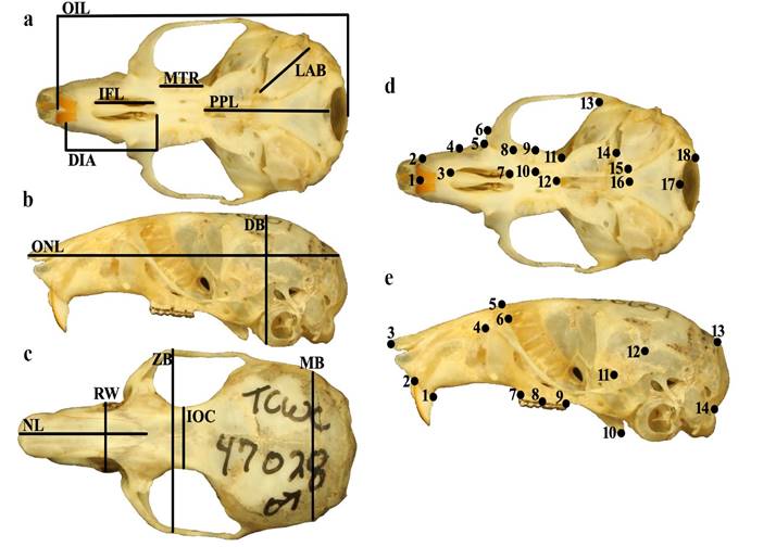 Morphological differentiation of Peromyscus leucopus and P. maniculatus ...