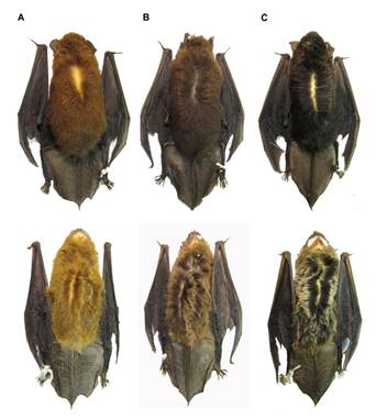 A new species of Eptesicus (Mammalia: Chiroptera: Vespertilionidae ...
